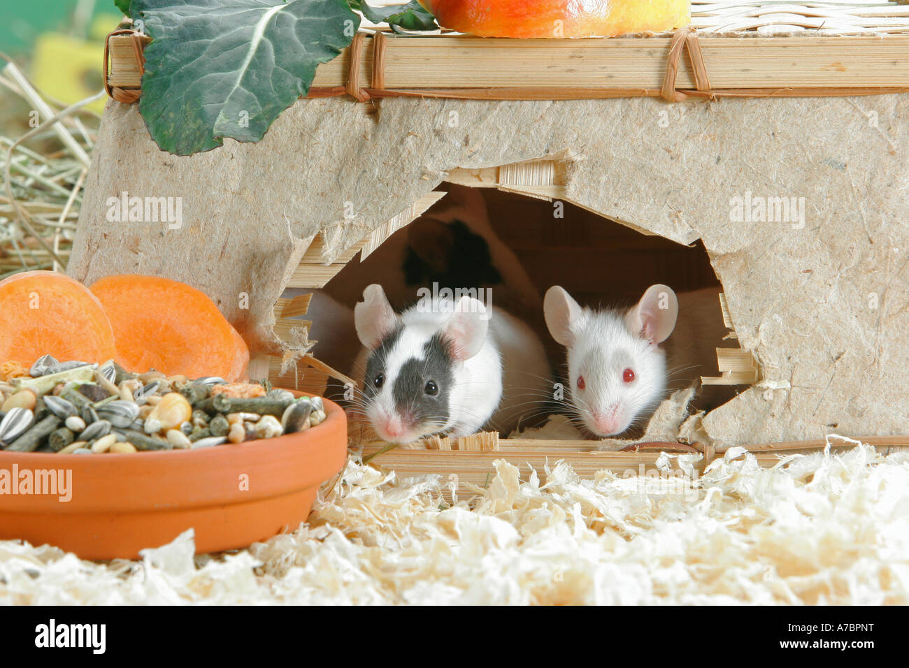 Two mice hi-res stock photography and images - Alamy