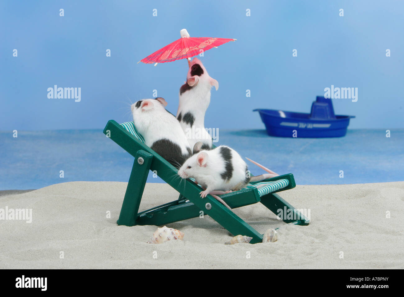Fancy Mouse. Three mice on an deckchair at a beach Stock Photo - Alamy