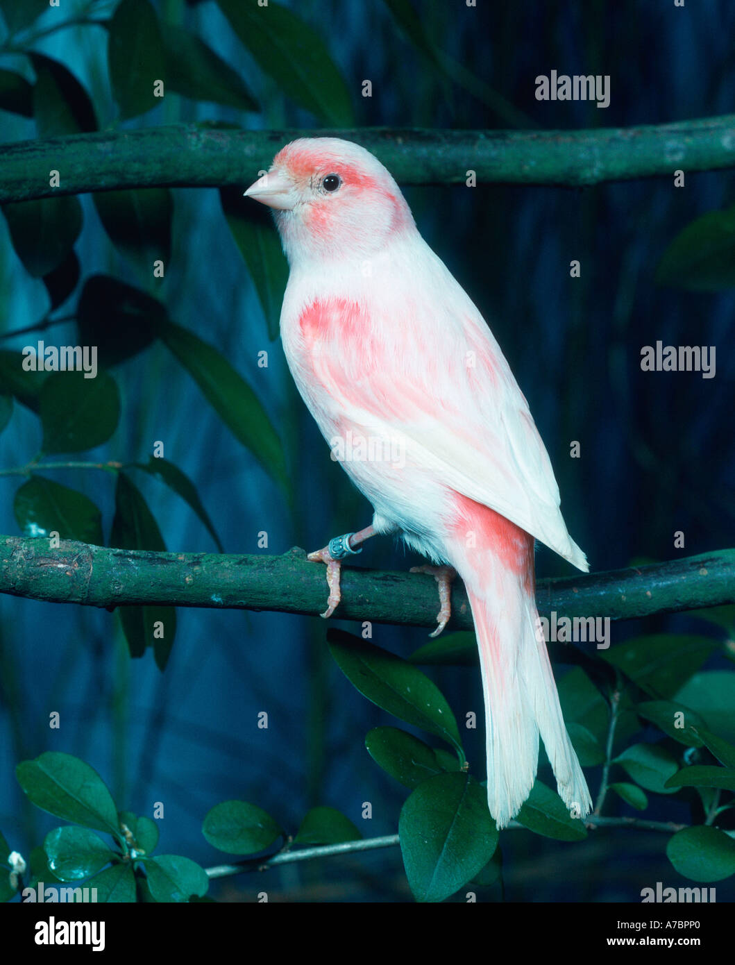Mosaic canary hi-res stock photography and images - Alamy