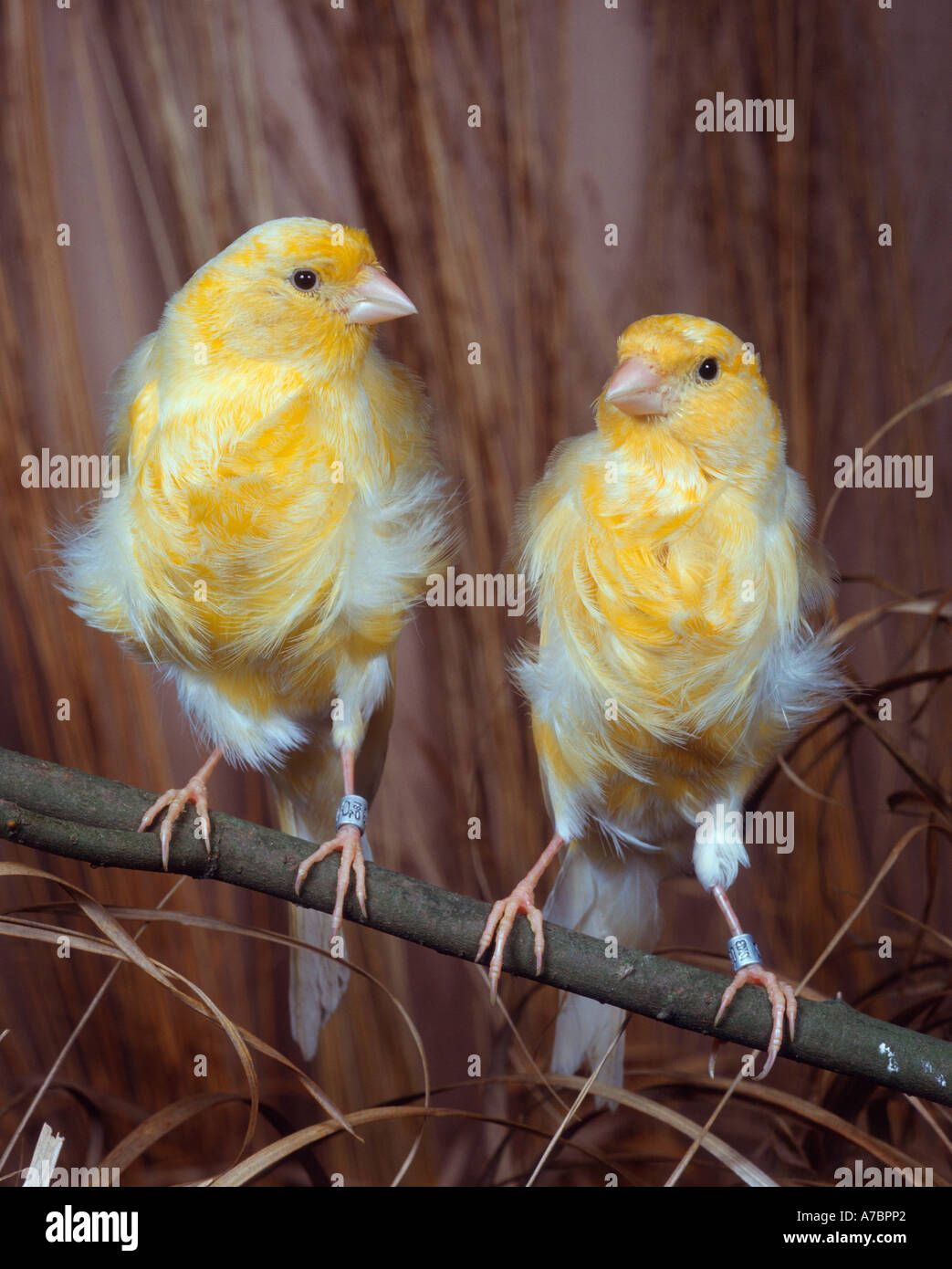 Dutch Frill Canary Stock Photo - Alamy
