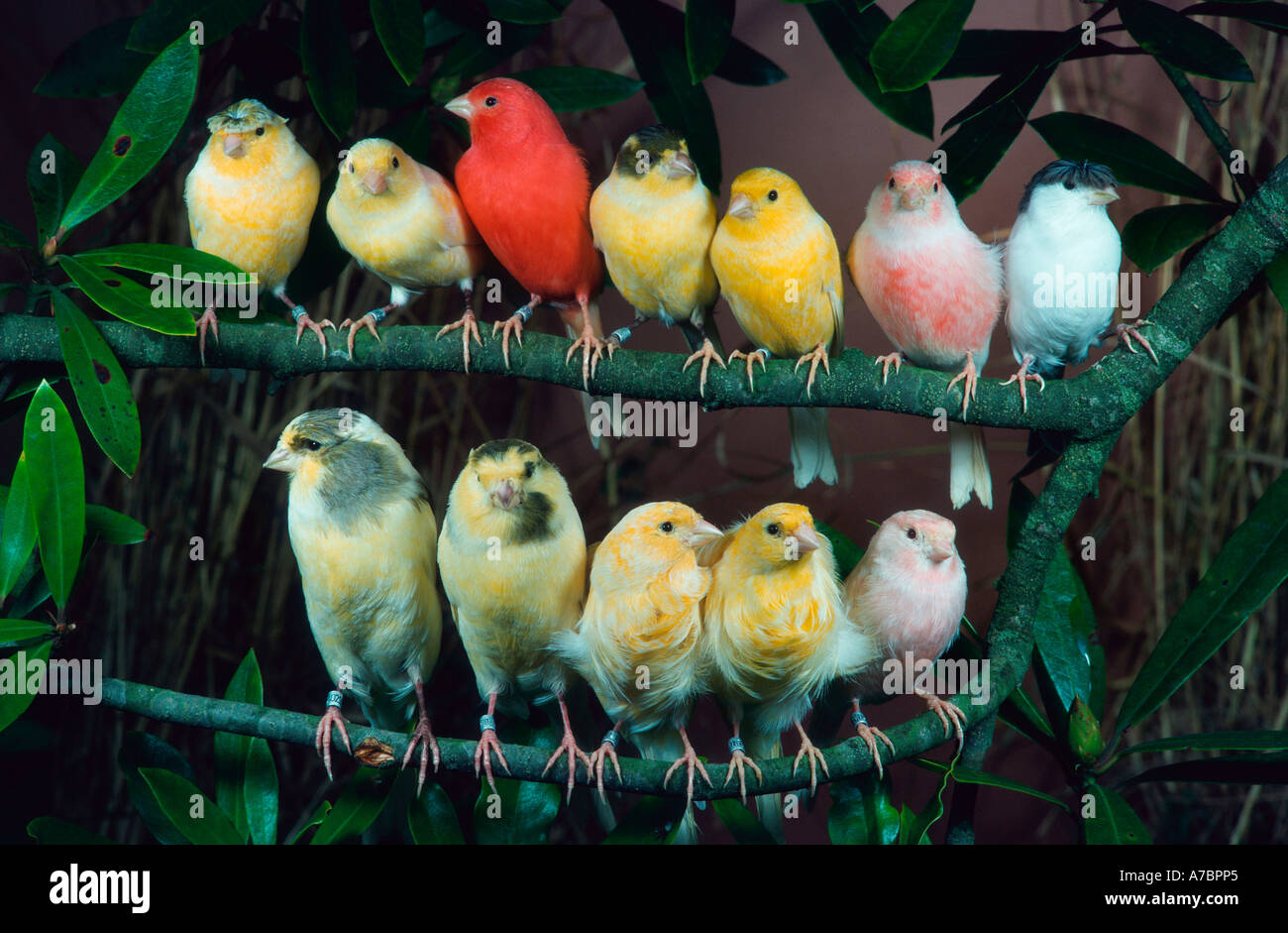 Canary breeds hi-res stock photography and images - Alamy