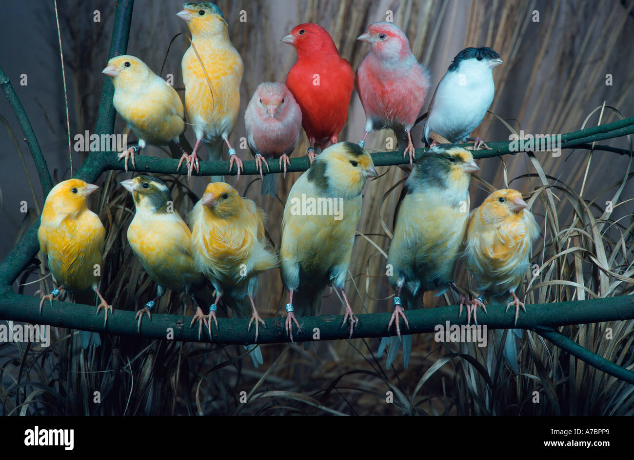 Canary breeds hi-res stock photography and images - Alamy