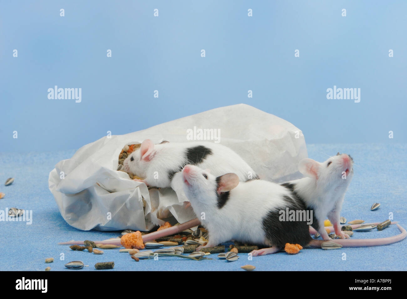fancy mice at fodder Stock Photo - Alamy