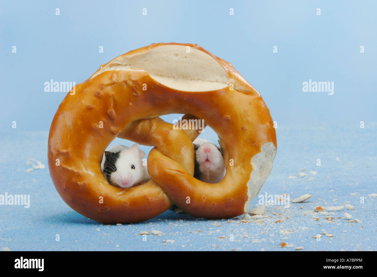 two fancy mice - at pretzel Stock Photo - Alamy