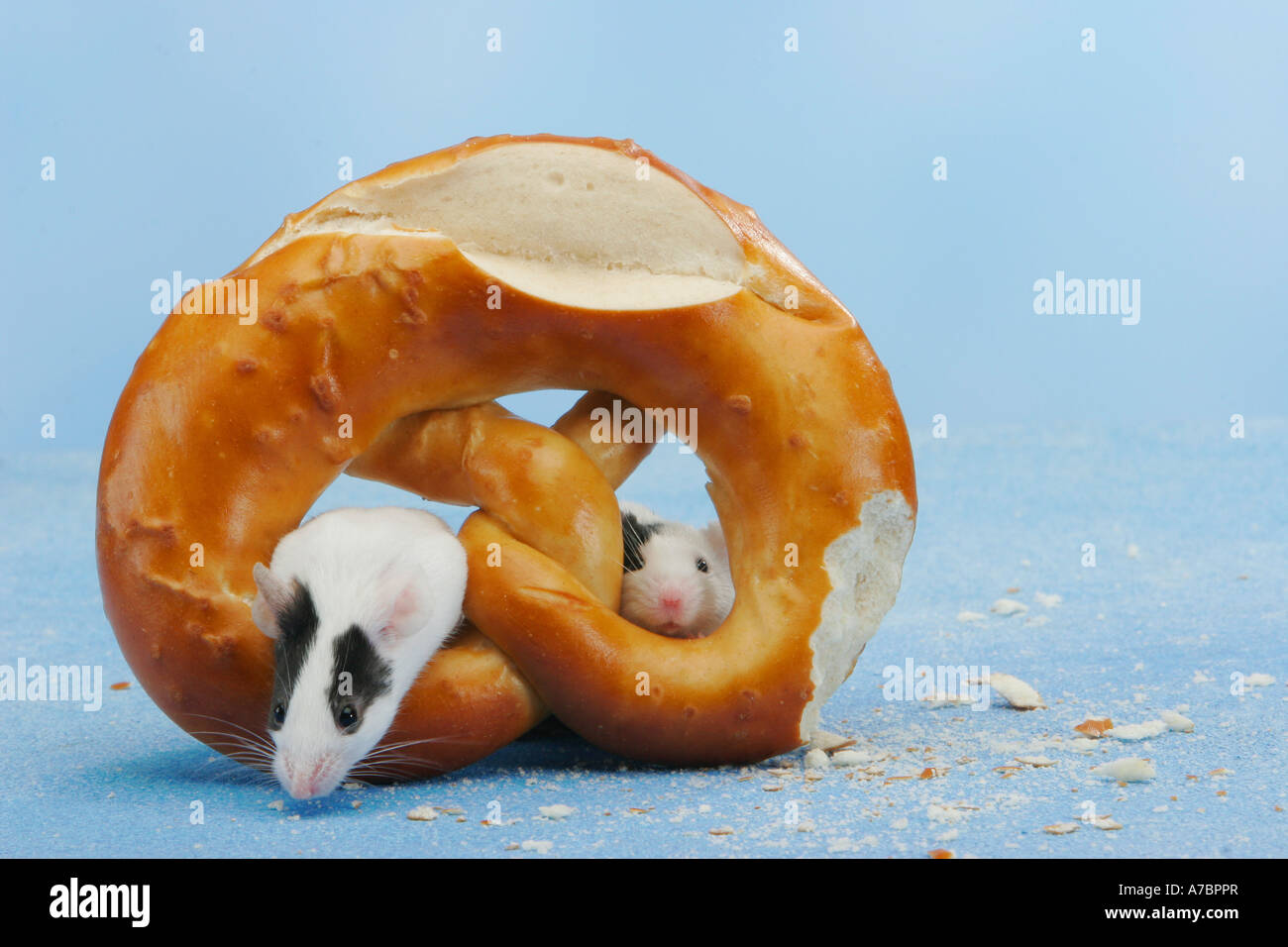 two fancy mice - at pretzel Stock Photo - Alamy