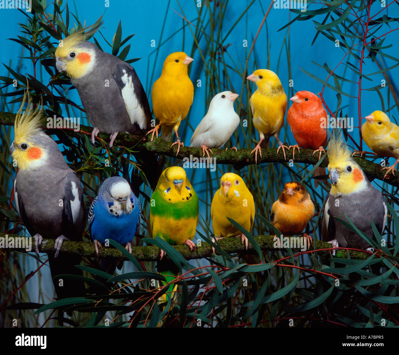 Budgerigar flock hi-res stock photography and images - Alamy