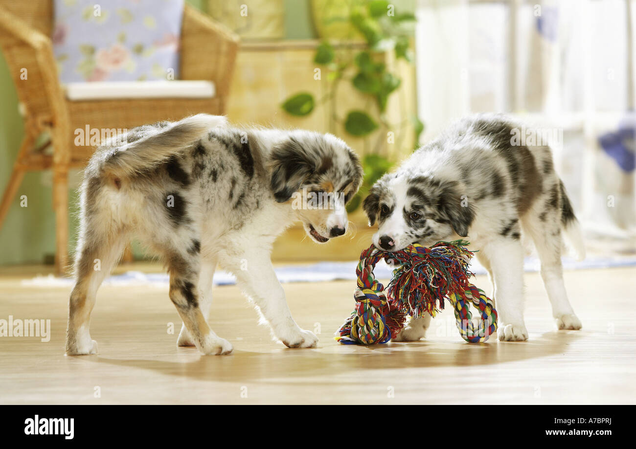 two Border Collie puppies - playing Stock Photo - Alamy