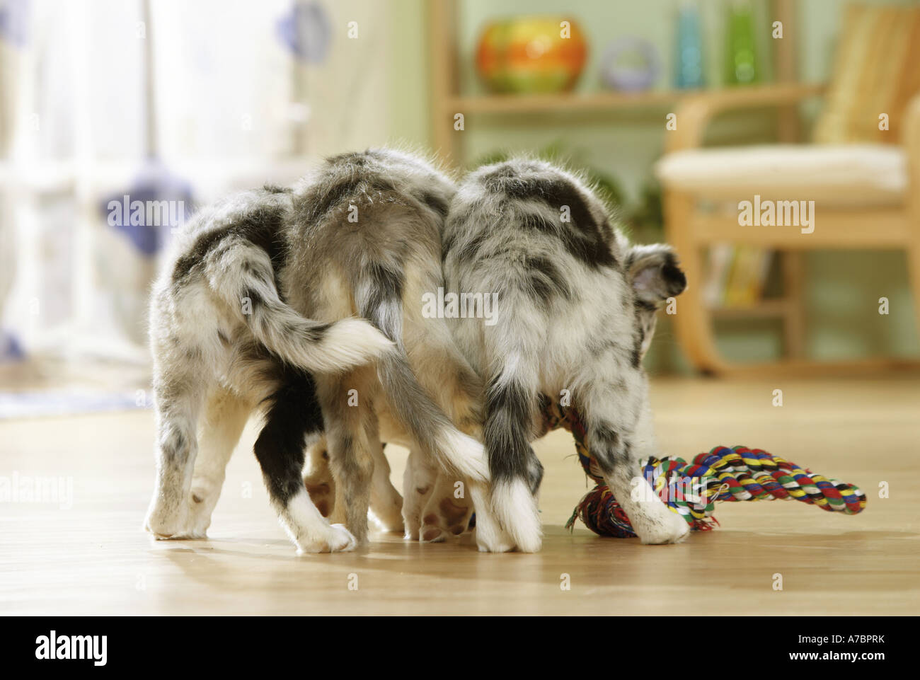 three Border Collie puppies - playing Stock Photo - Alamy