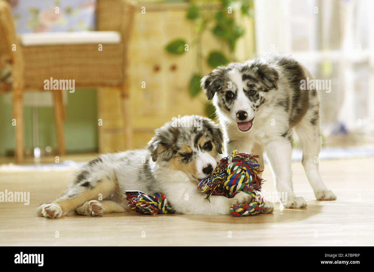 Two Border Collie Puppies Playing Stock Photo Alamy