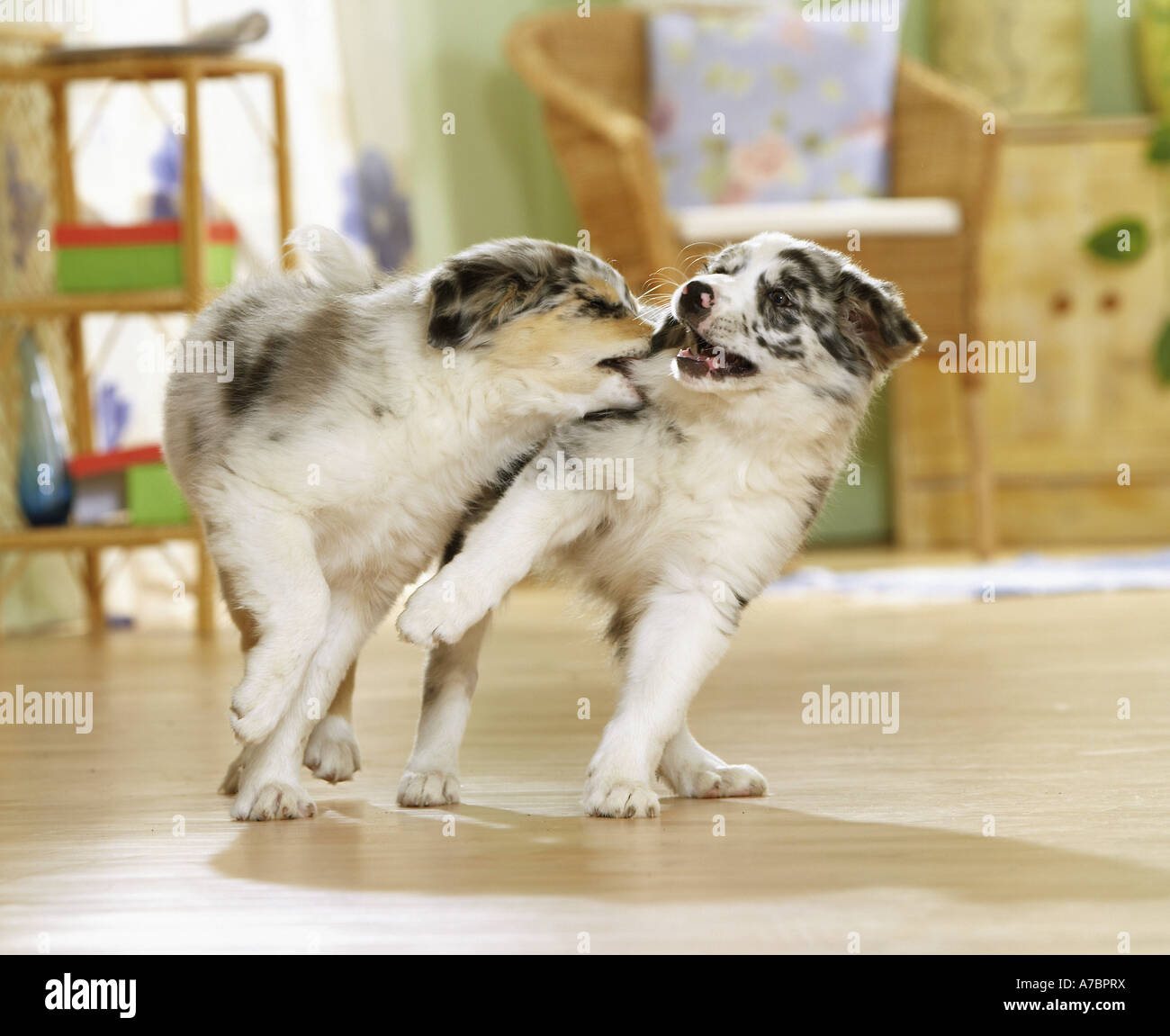 two Border Collie puppies - playing Stock Photo - Alamy