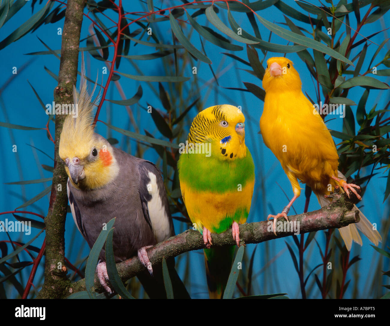 How to see birds hi-res stock photography and images - Alamy