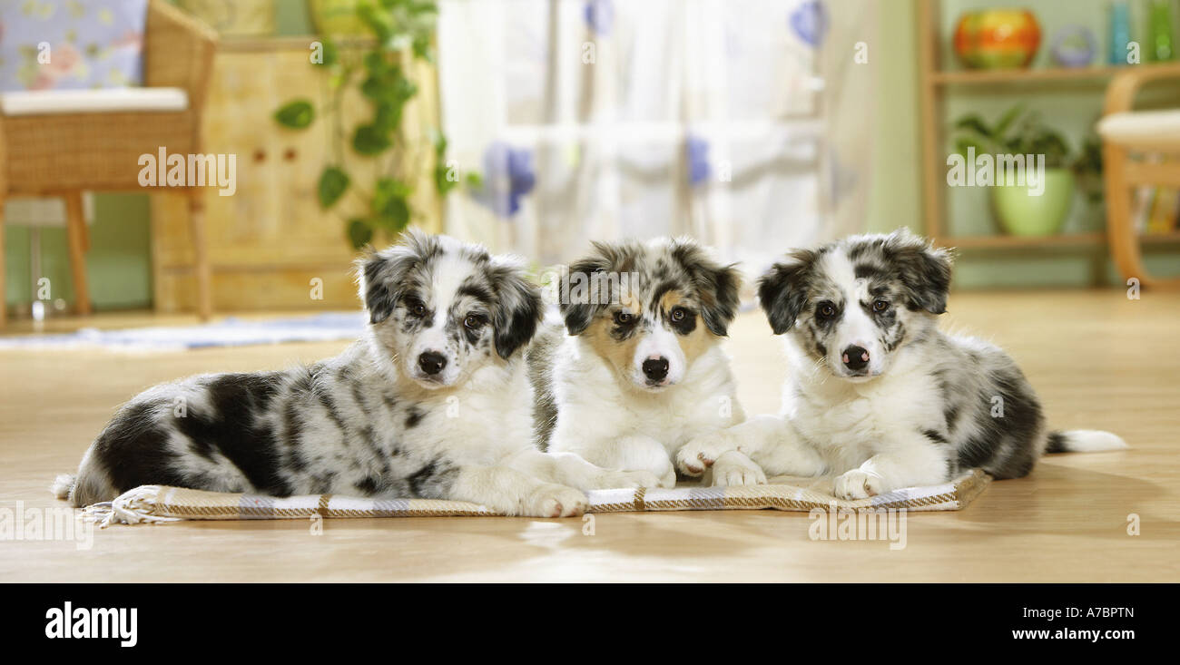 three Border Collie puppies - lying Stock Photo - Alamy