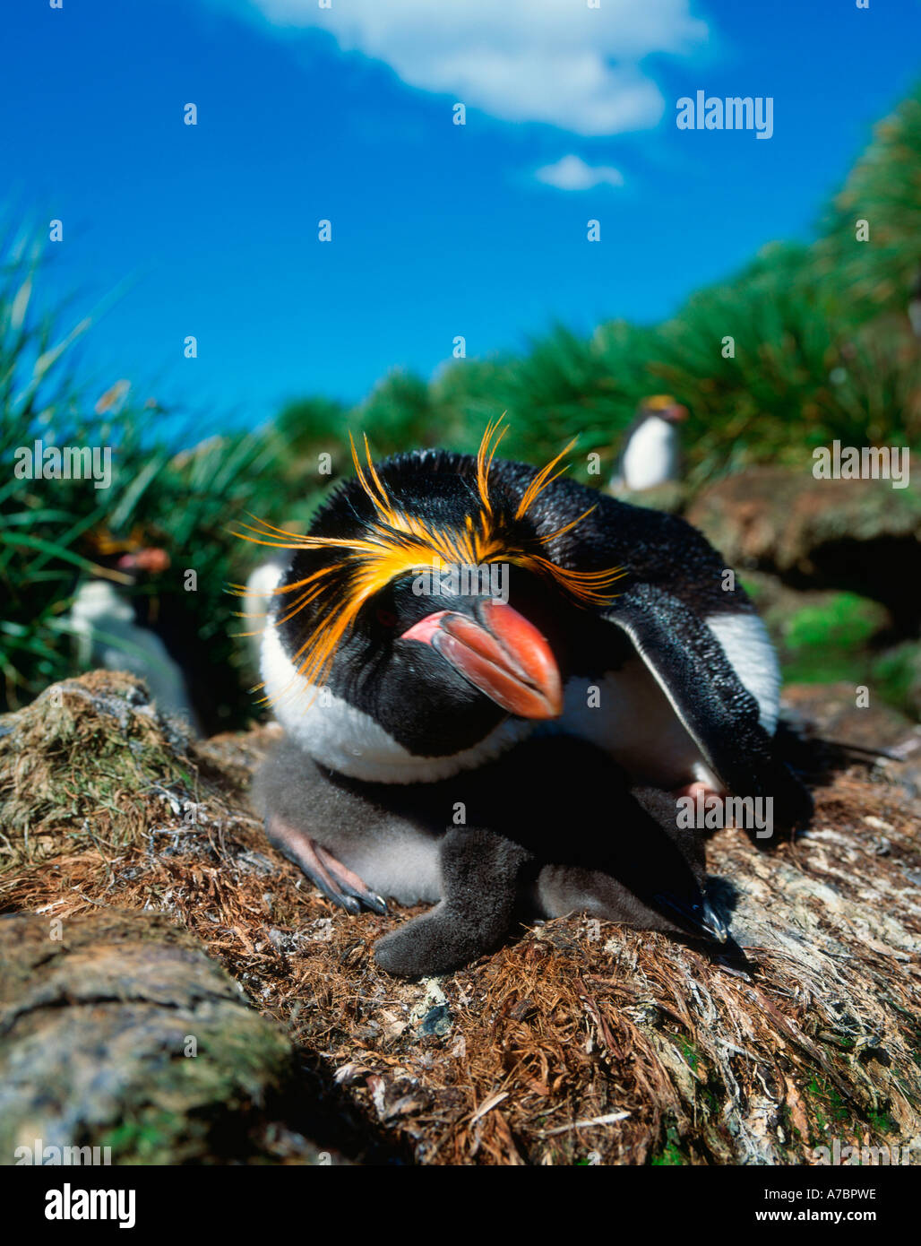 Macaroni Penguin Stock Photo - Alamy