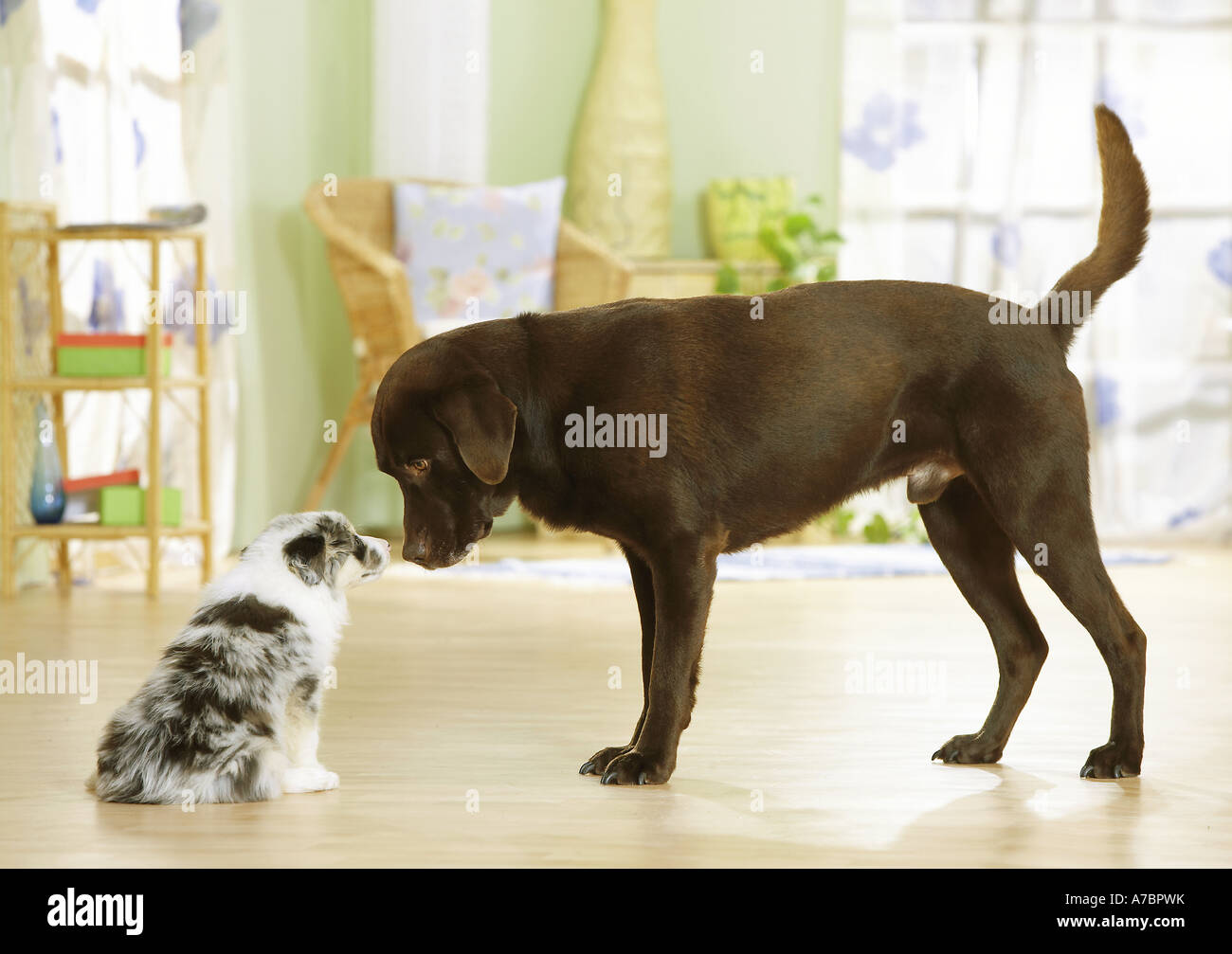 Labrador Retriever and Border Collie puppy Stock Photo - Alamy