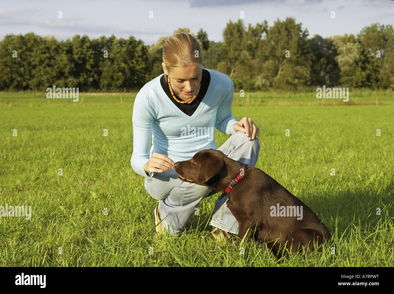 woman with Labrador Retriever puppy Stock Photo - Alamy