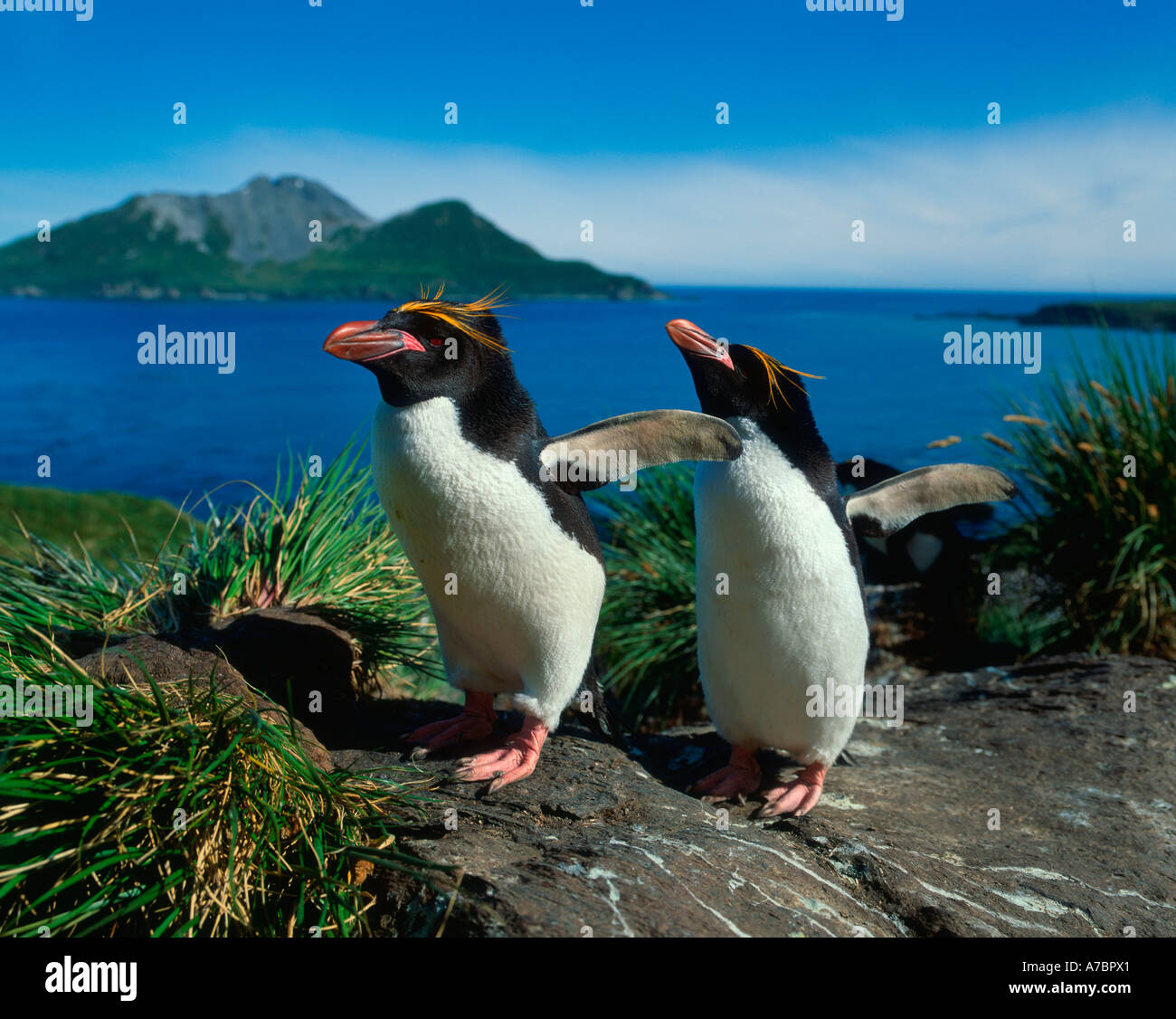 Macaroni Penguin Stock Photo - Alamy