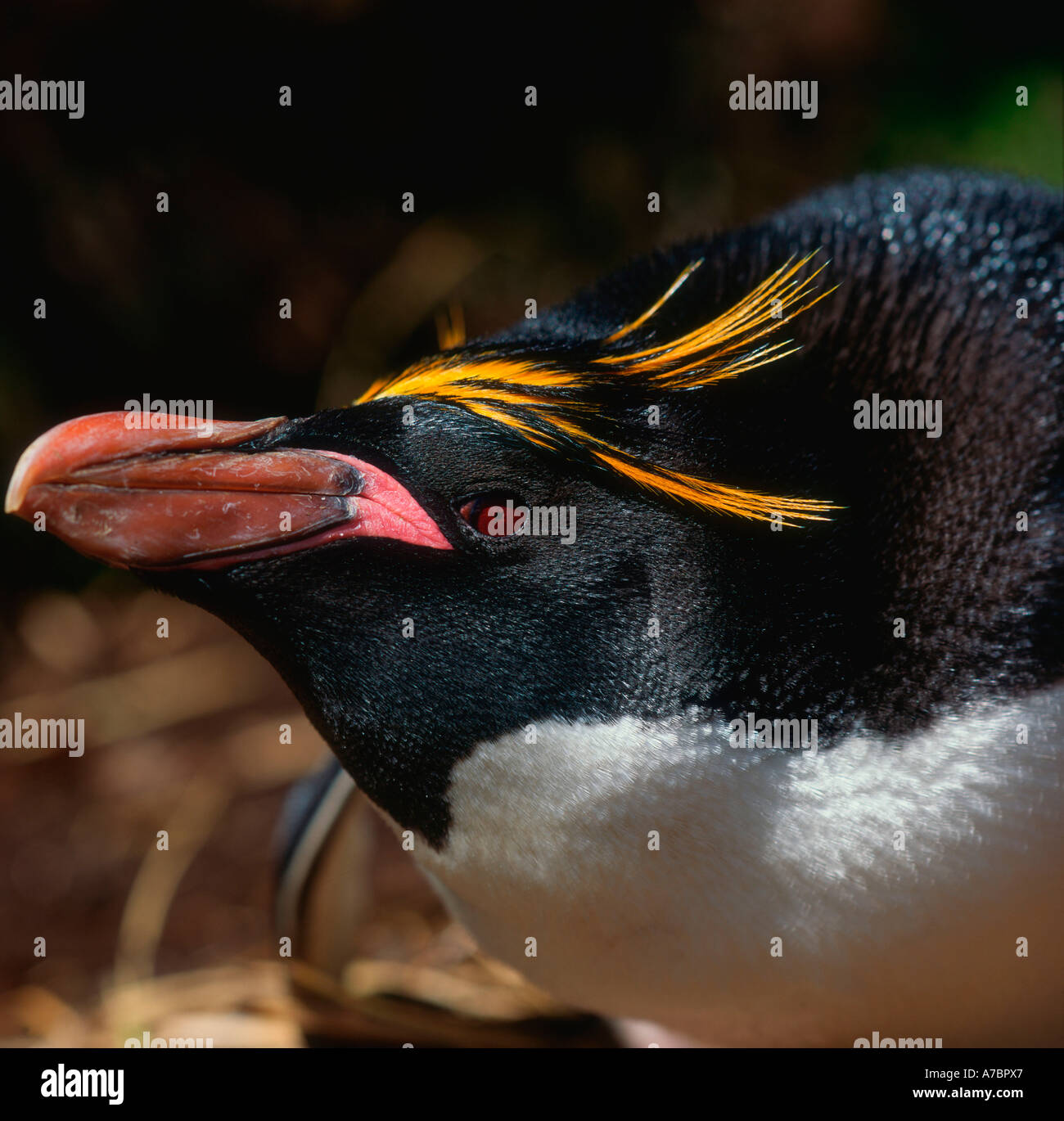 Adult macaroni penguin hi-res stock photography and images - Alamy