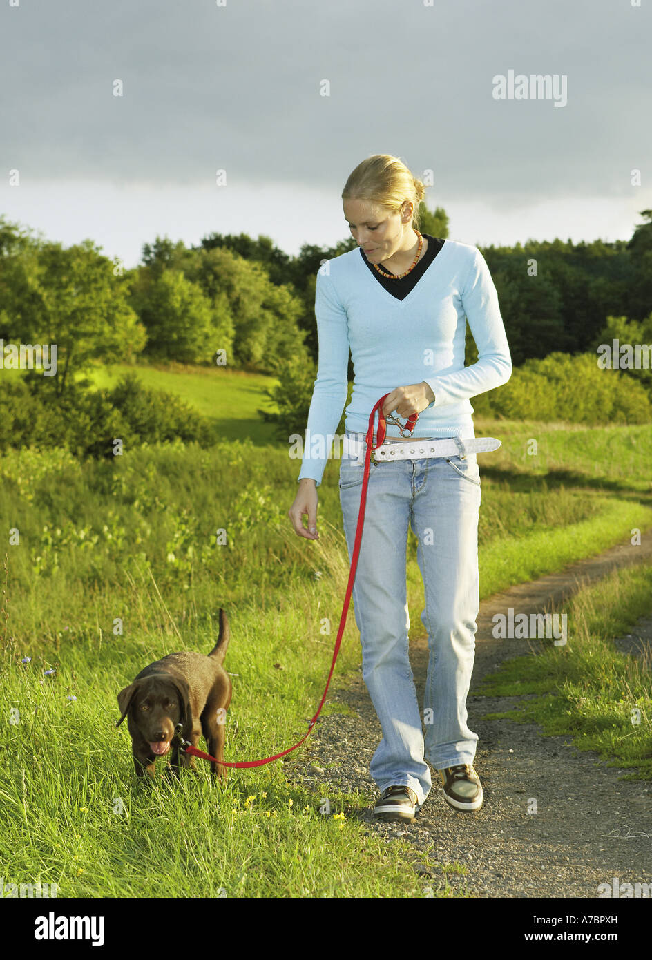 woman and Labrador Retriever puppy - taking a walk Stock Photo - Alamy