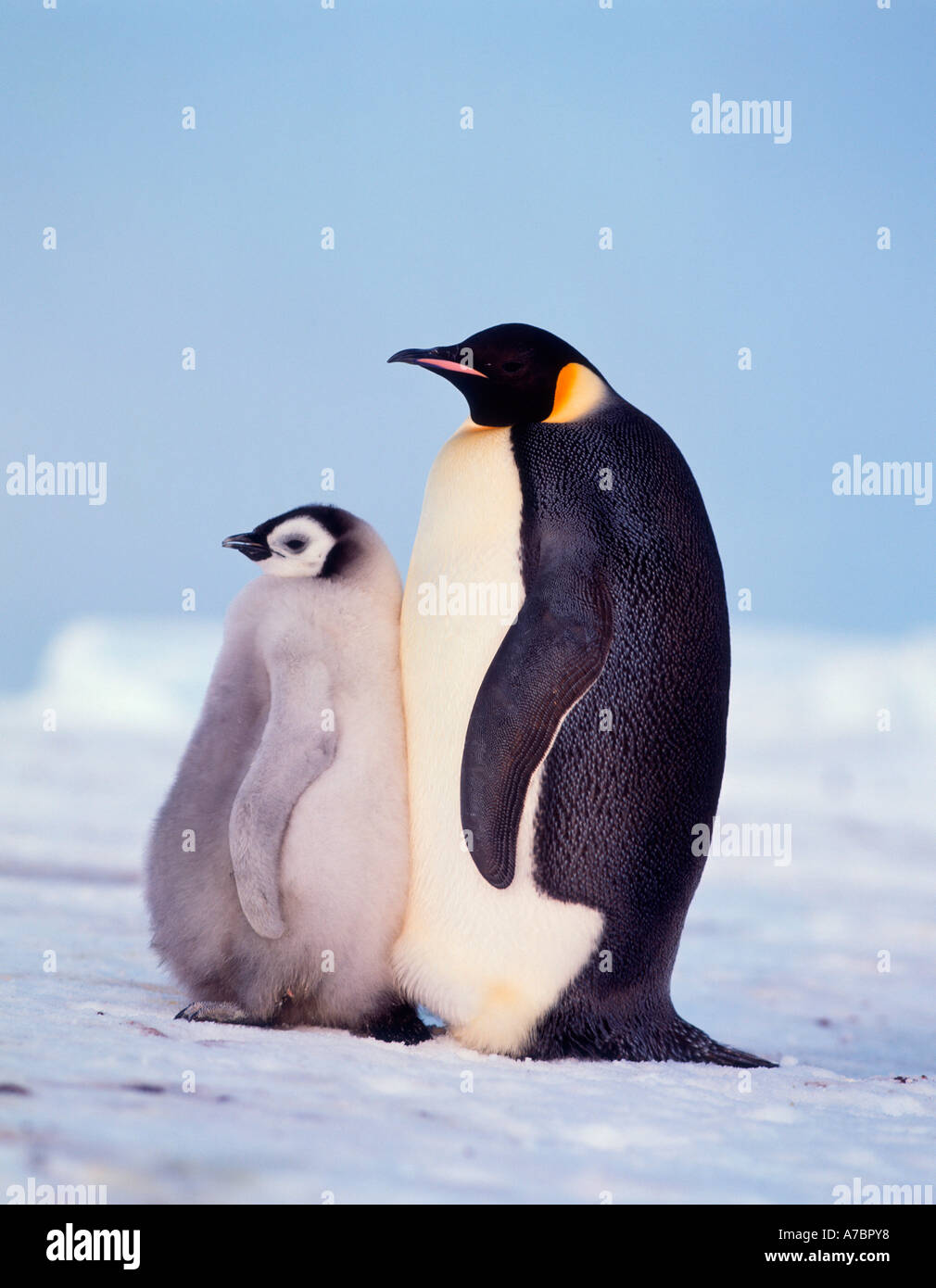 Emperor Penguin Stock Photo - Alamy