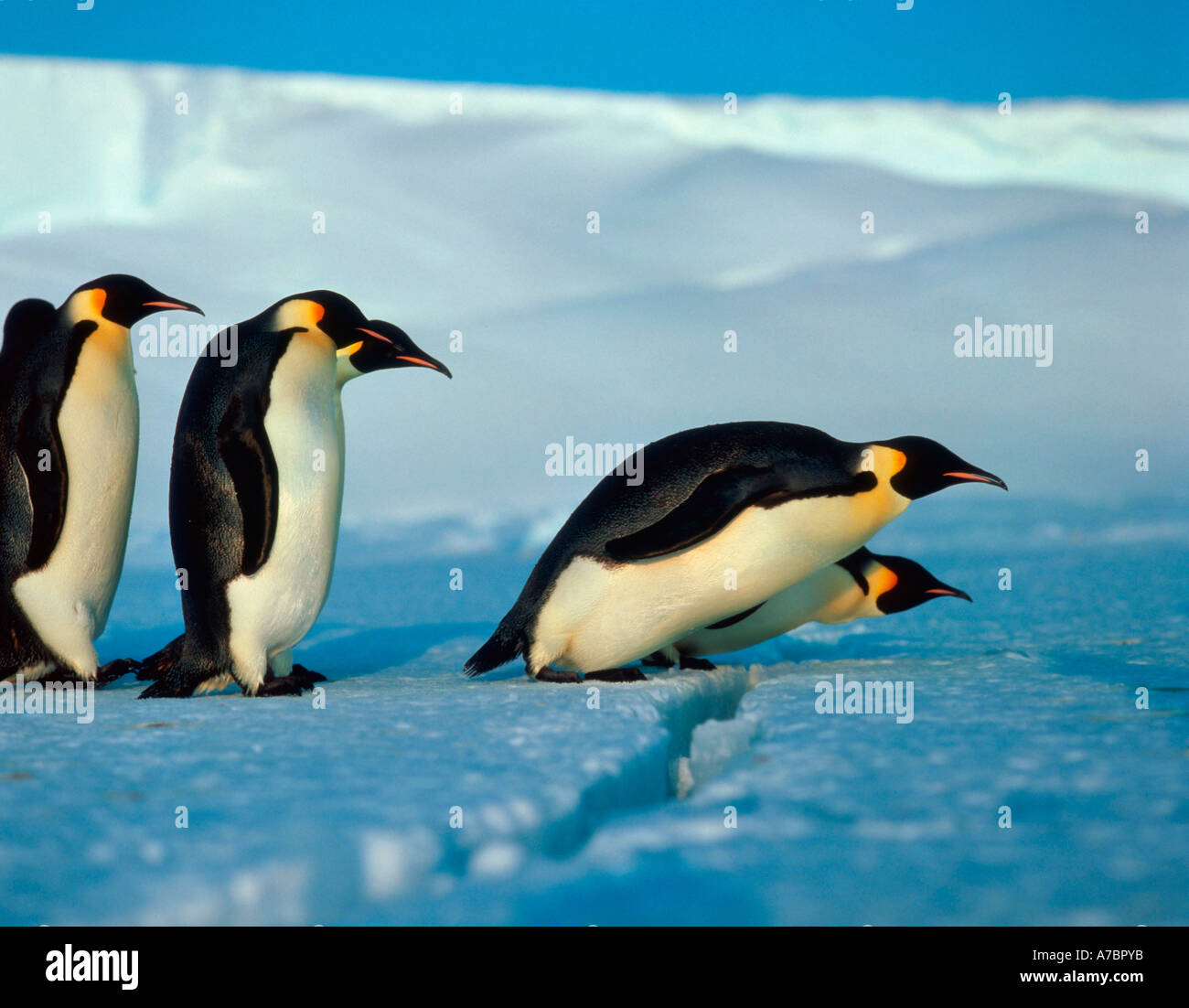 Emperor Penguin Stock Photo - Alamy