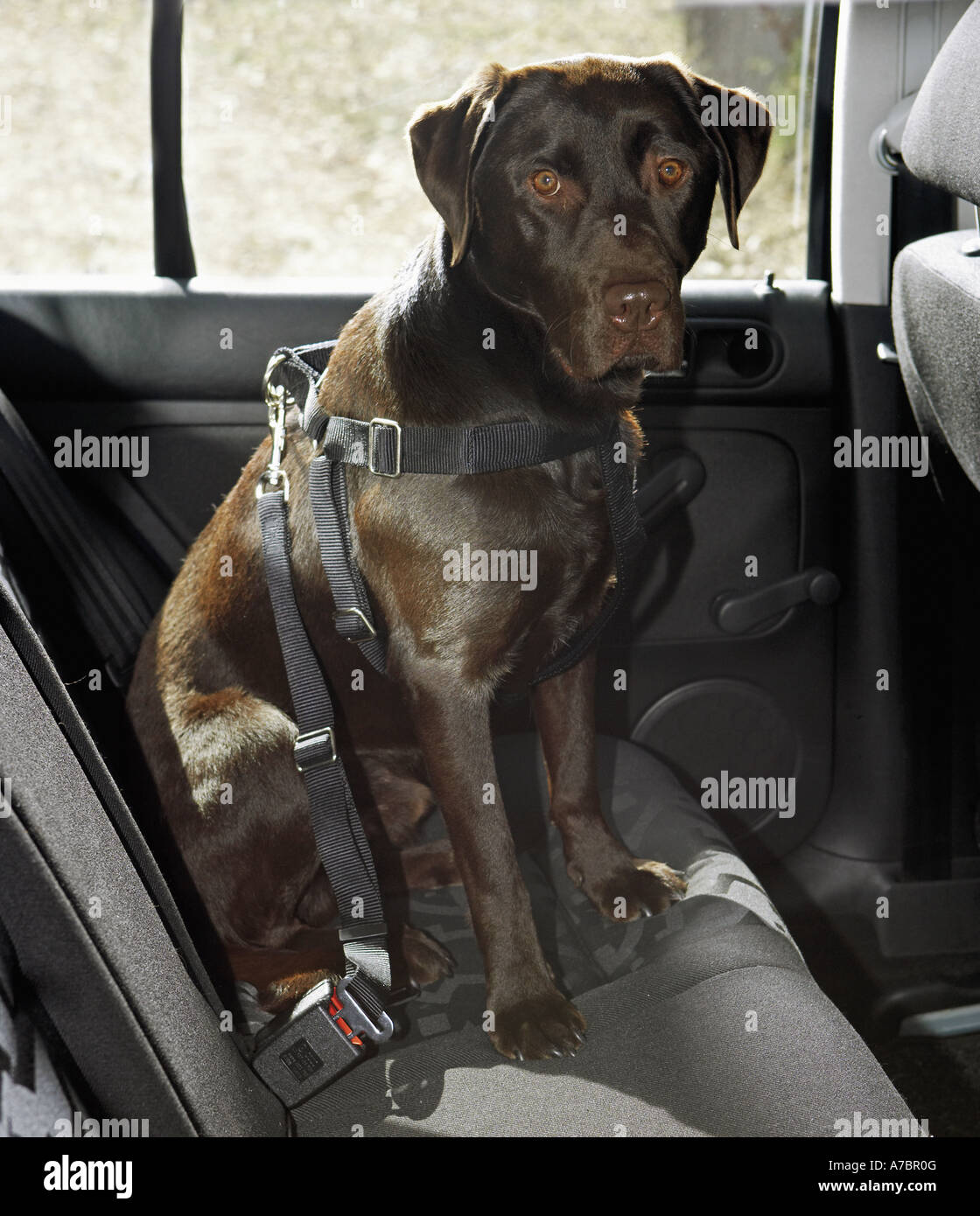 Labrador Retriever - sitting in car Stock Photo - Alamy