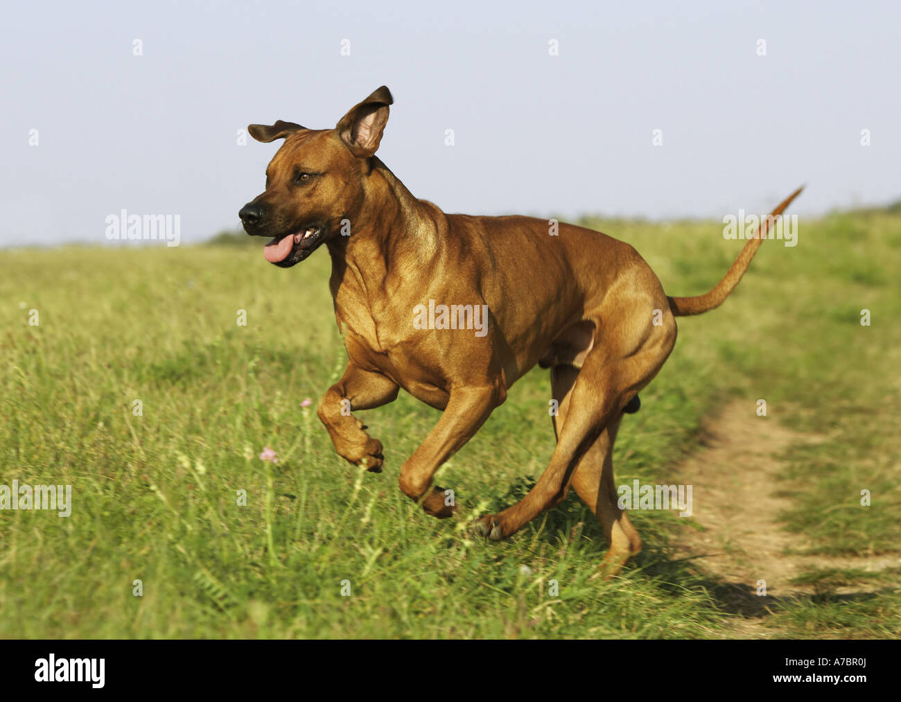 Rhodesian Ridgeback - running on meadow Stock Photo - Alamy