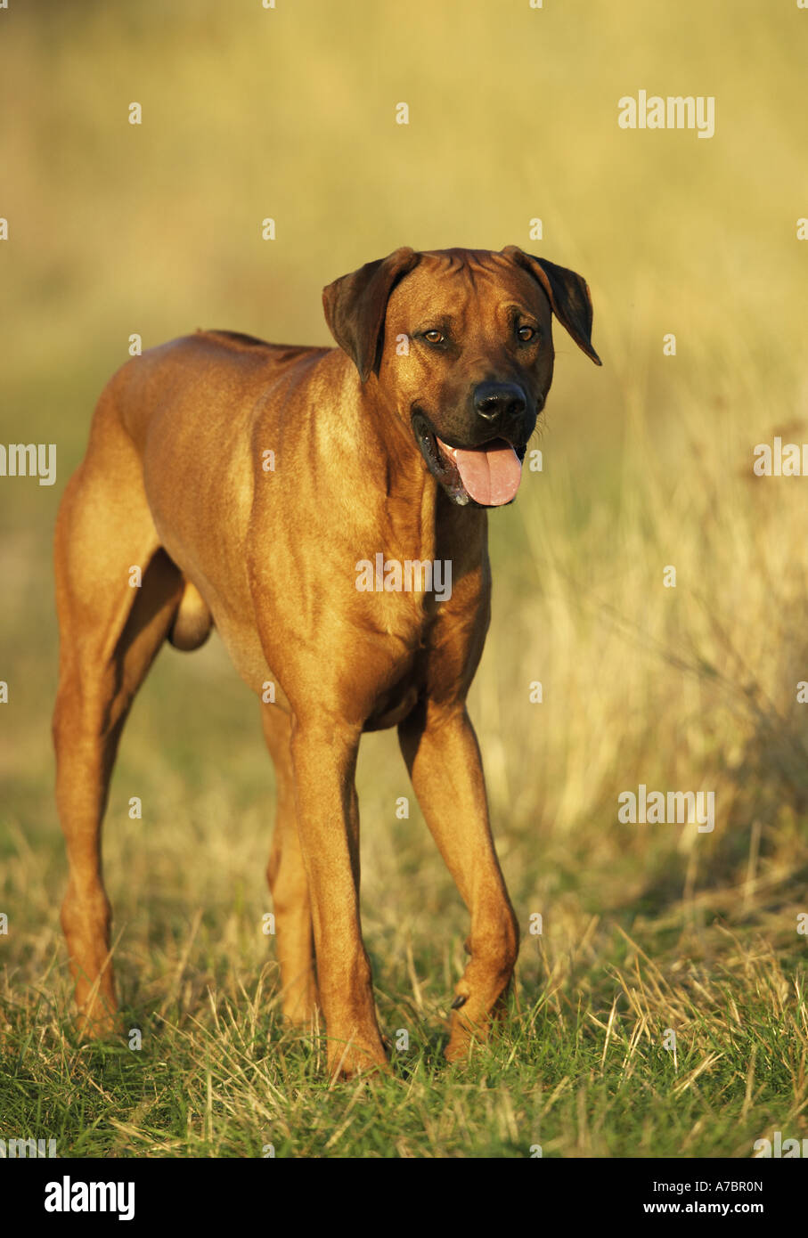 Rhodesian ridgebacks hi-res stock photography and images - Alamy