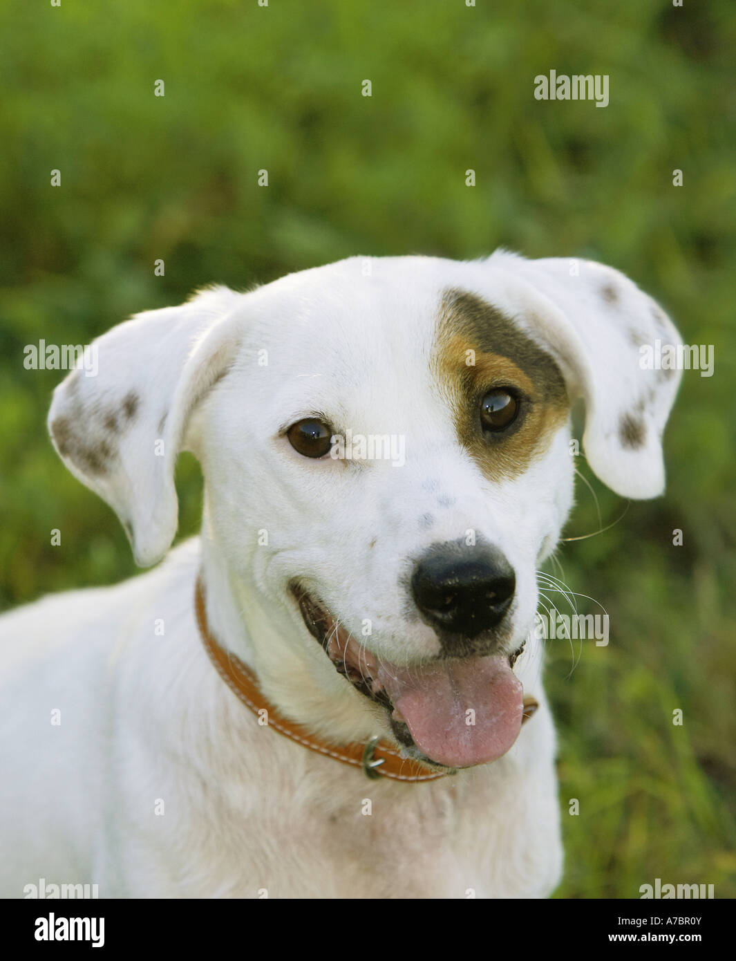 half breed dog - portrait Stock Photo - Alamy