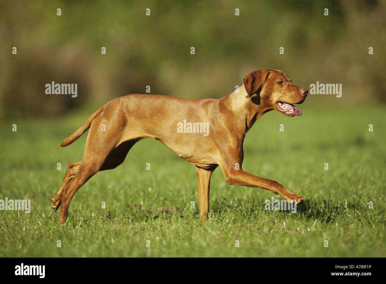 Magyar Vizsla - running on meadow Stock Photo - Alamy