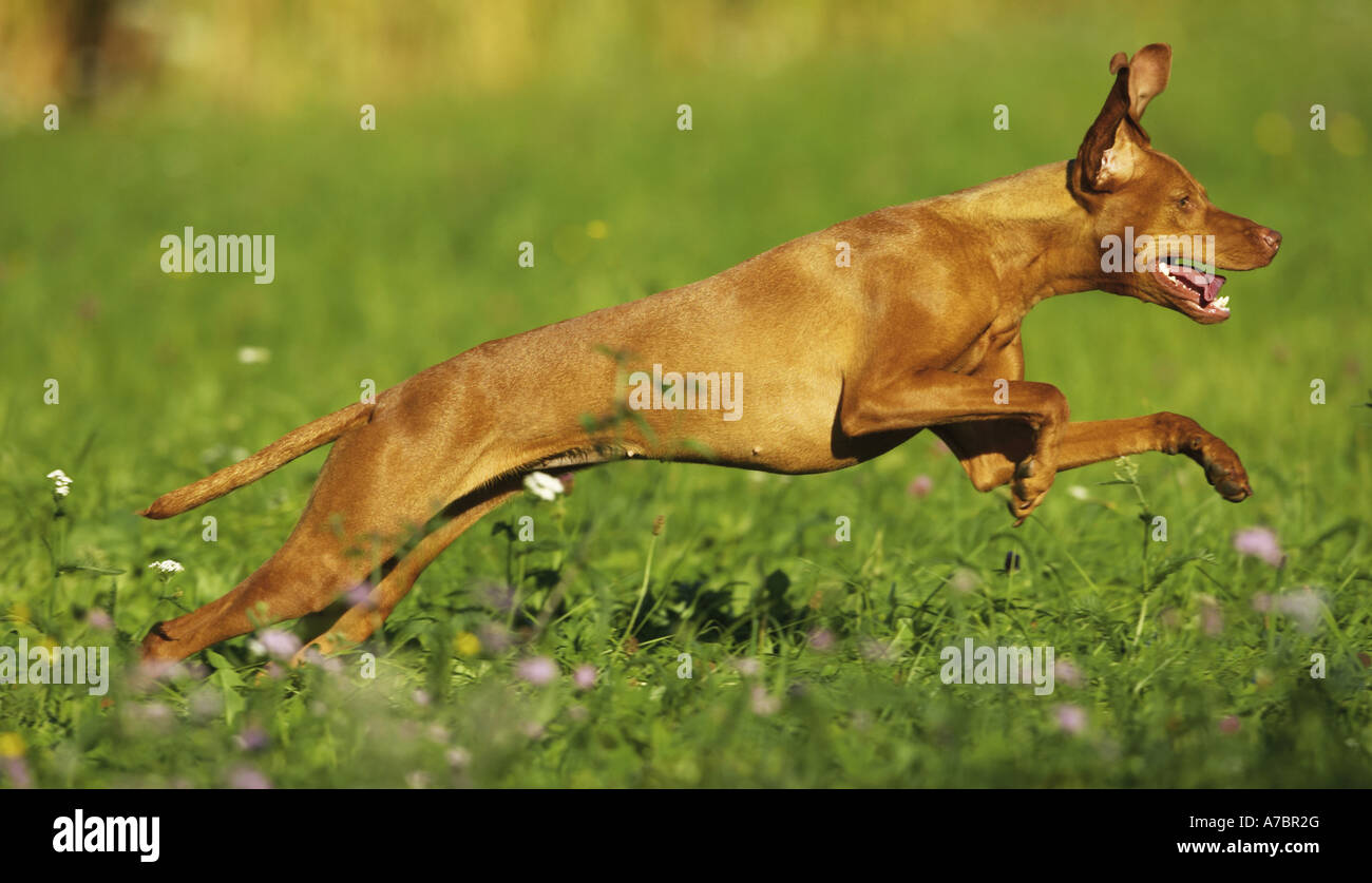 Magyar vizsla running on hi-res stock photography and images - Alamy