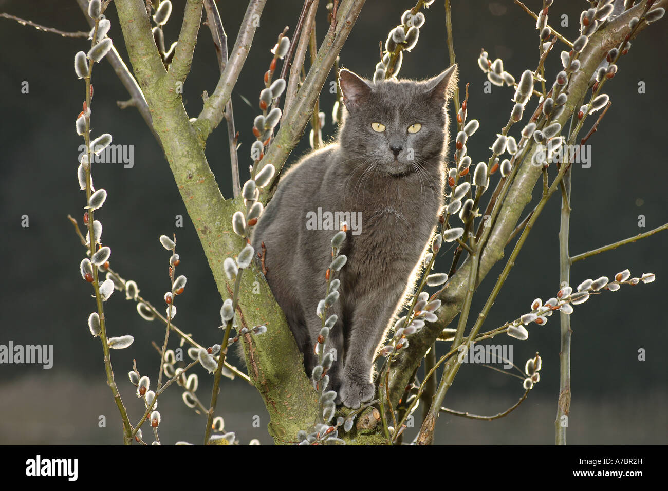 cat - between catkins Stock Photo - Alamy