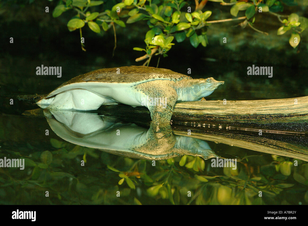 Spiny softshell turtle / Apalone spinifera Stock Photo - Alamy