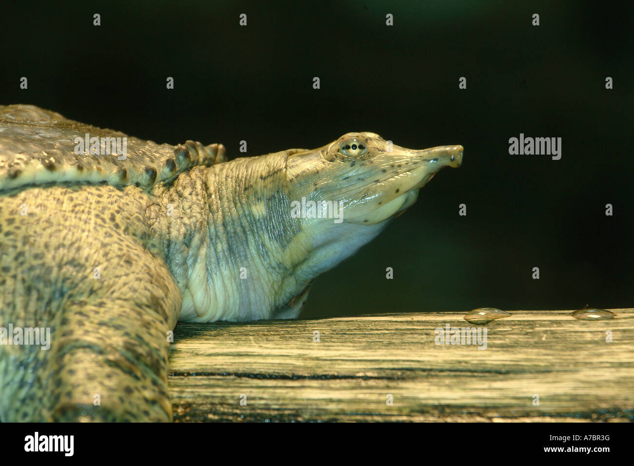 Spiny softshell turtle / Apalone spinifera Stock Photo - Alamy