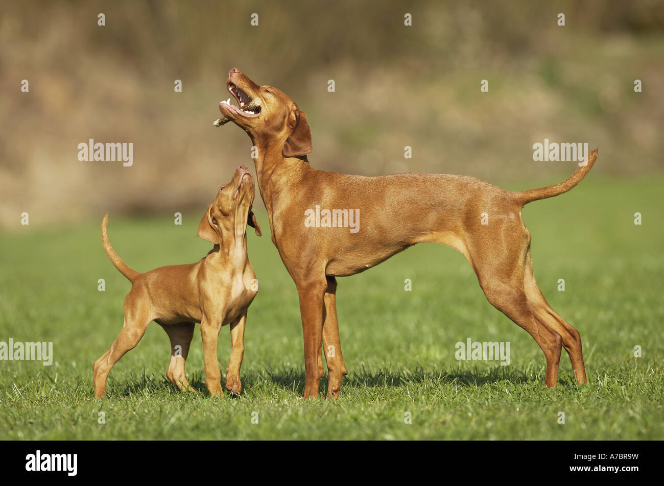 Playing magyar vizsla hi-res stock photography and images - Alamy