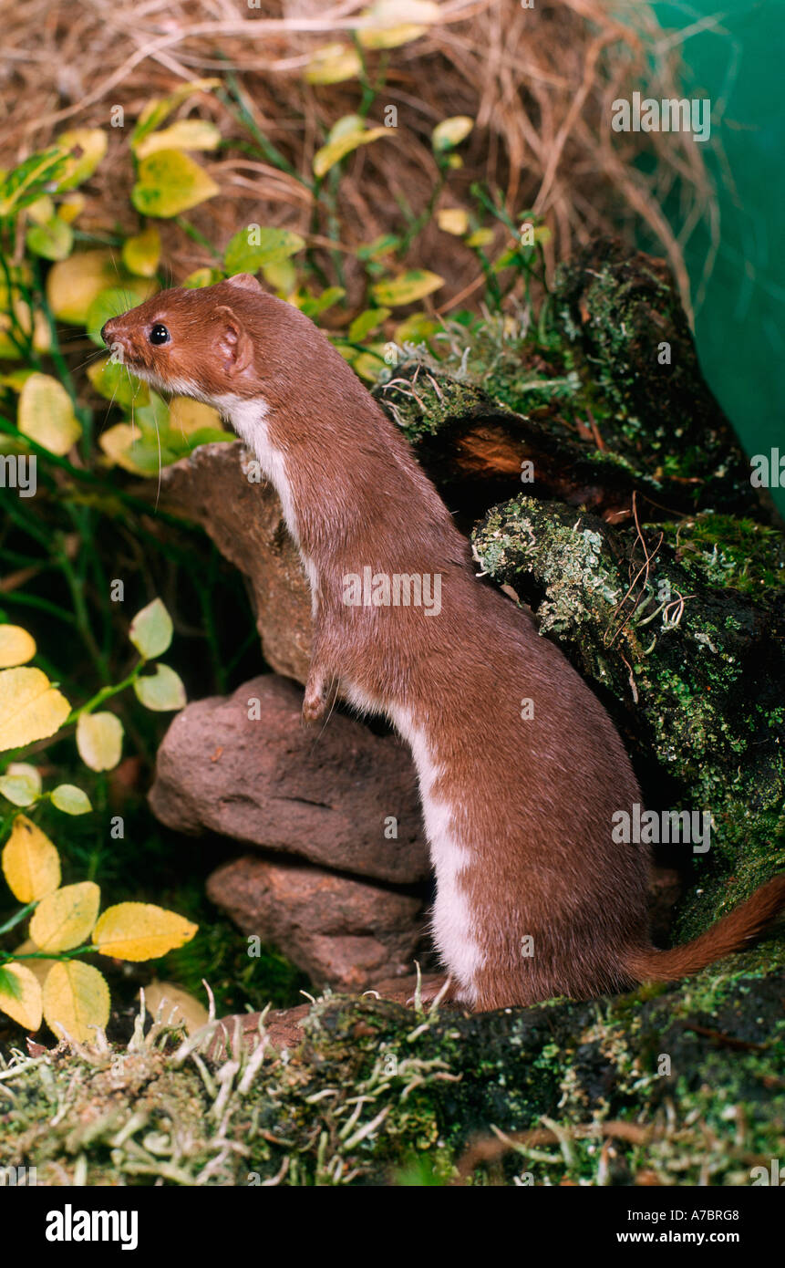 Least Weasel Stock Photo - Alamy