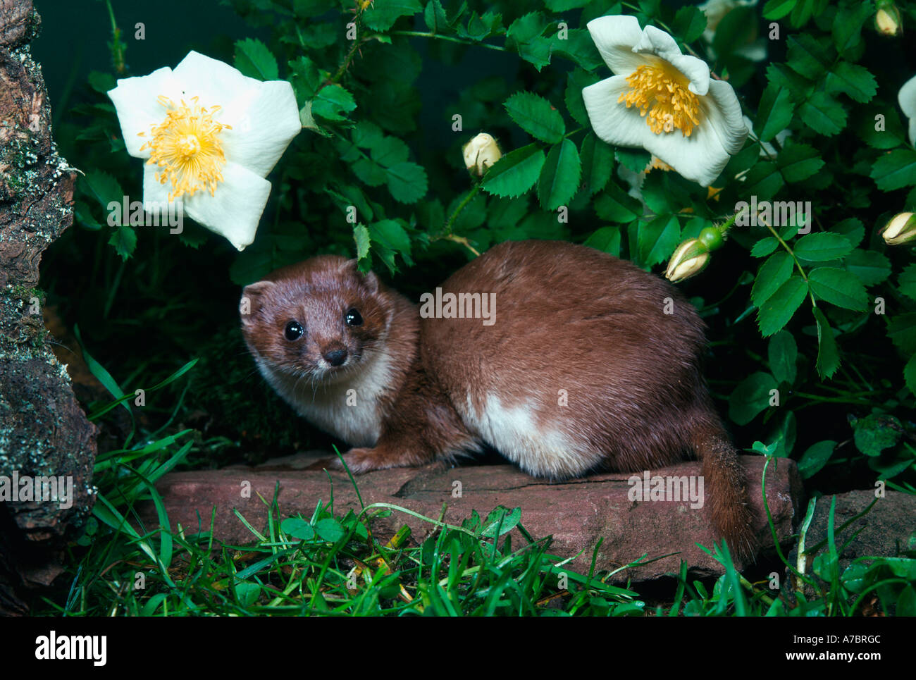 Least Weasel Stock Photo - Alamy