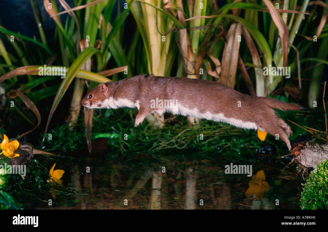 Least Weasel Stock Photo - Alamy
