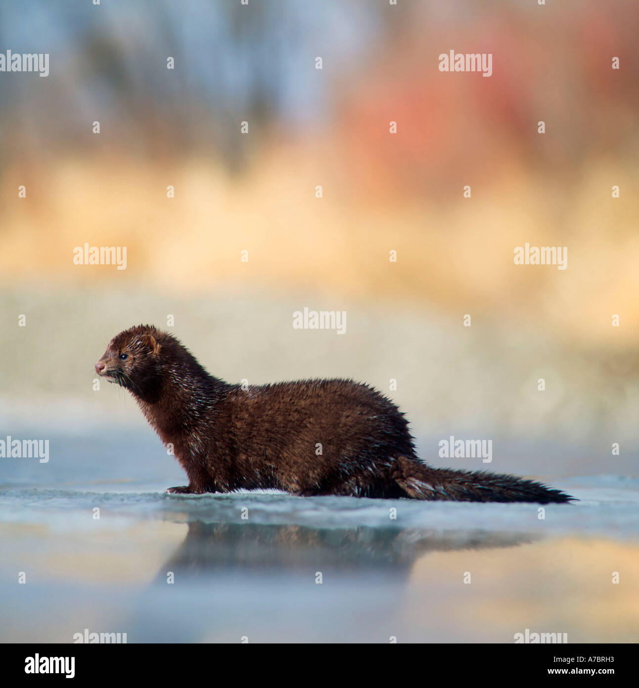 Mink animal winter hi-res stock photography and images - Alamy