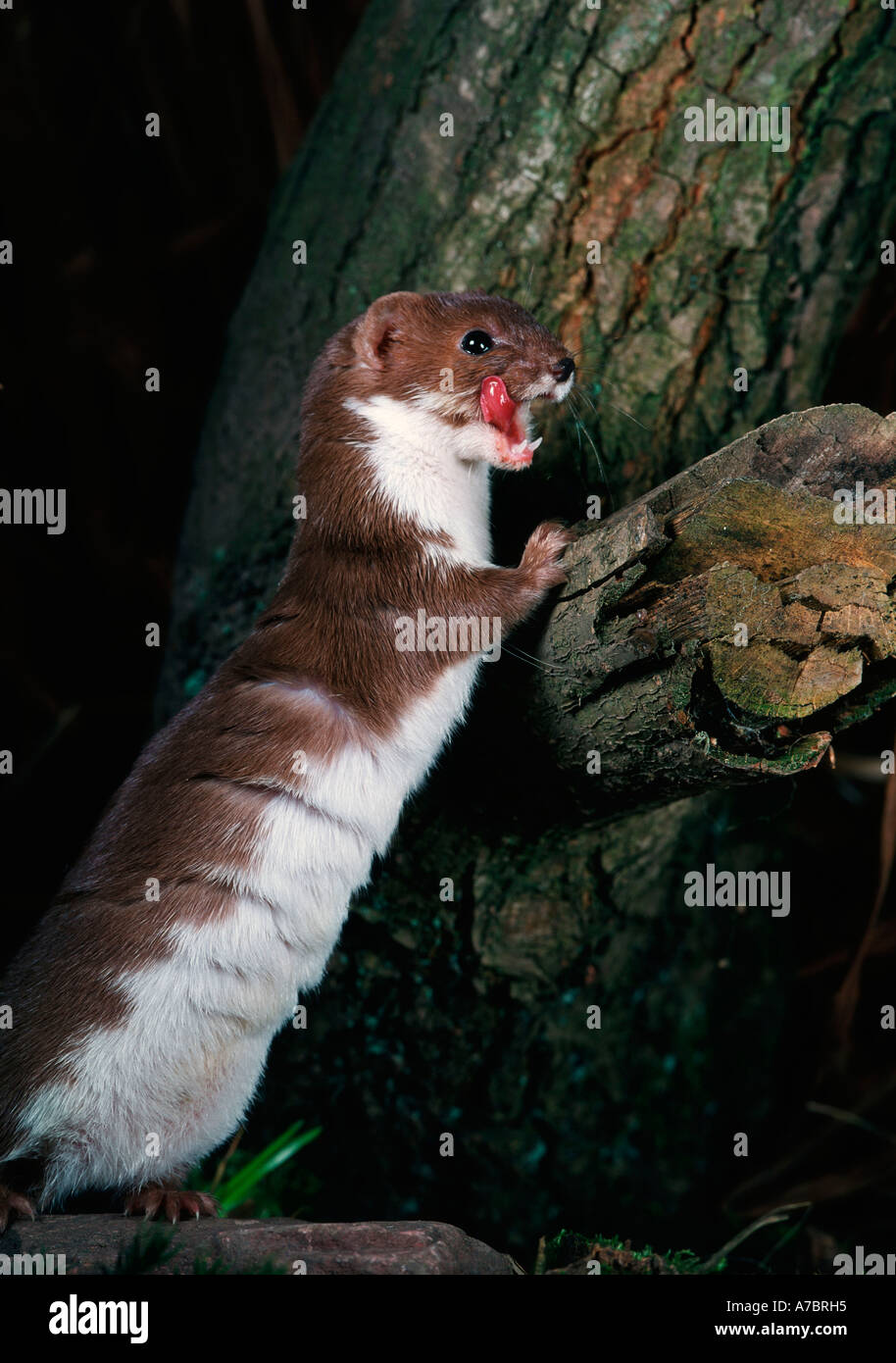 Least Weasel Stock Photo - Alamy