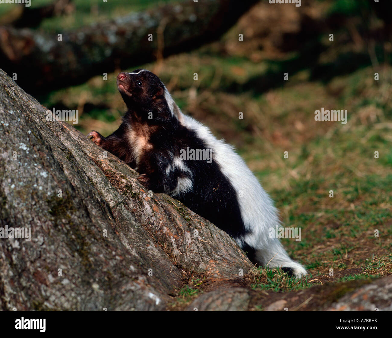 Striped Skunk Stock Photo - Alamy