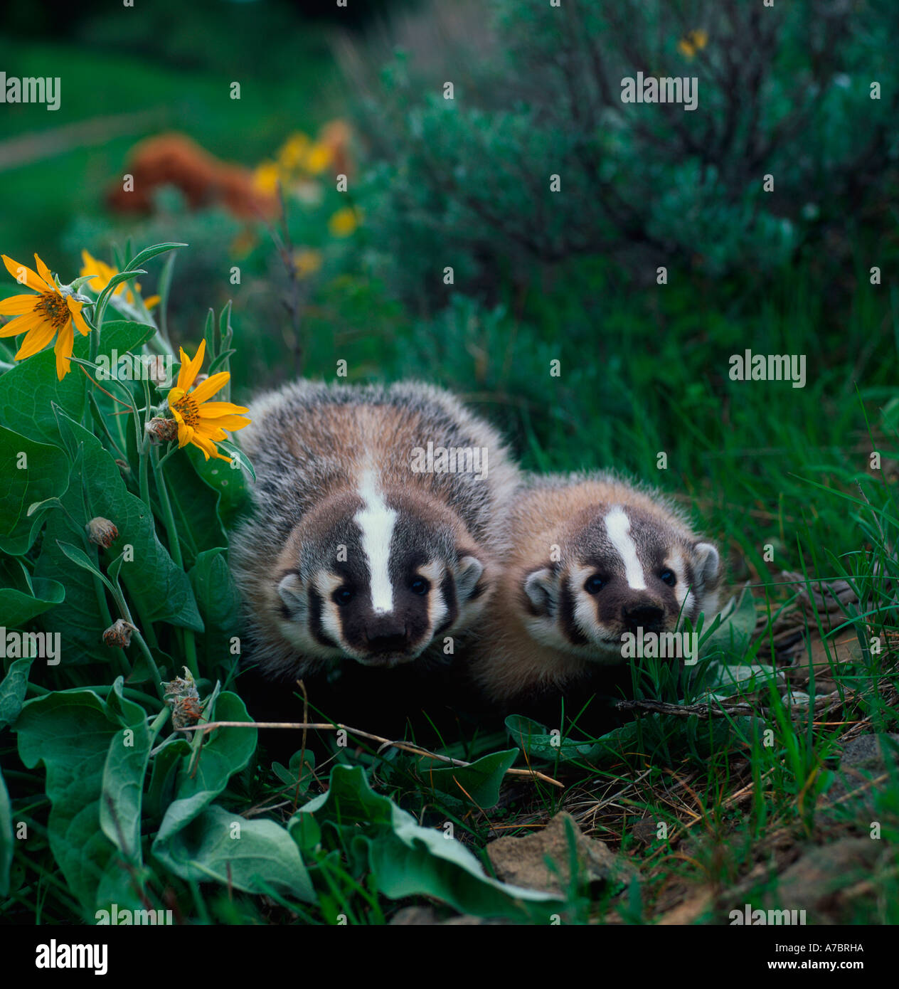 North American Badger Stock Photo - Alamy