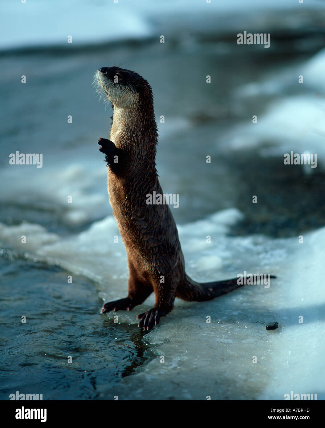 Canadian Otter Stock Photo - Alamy