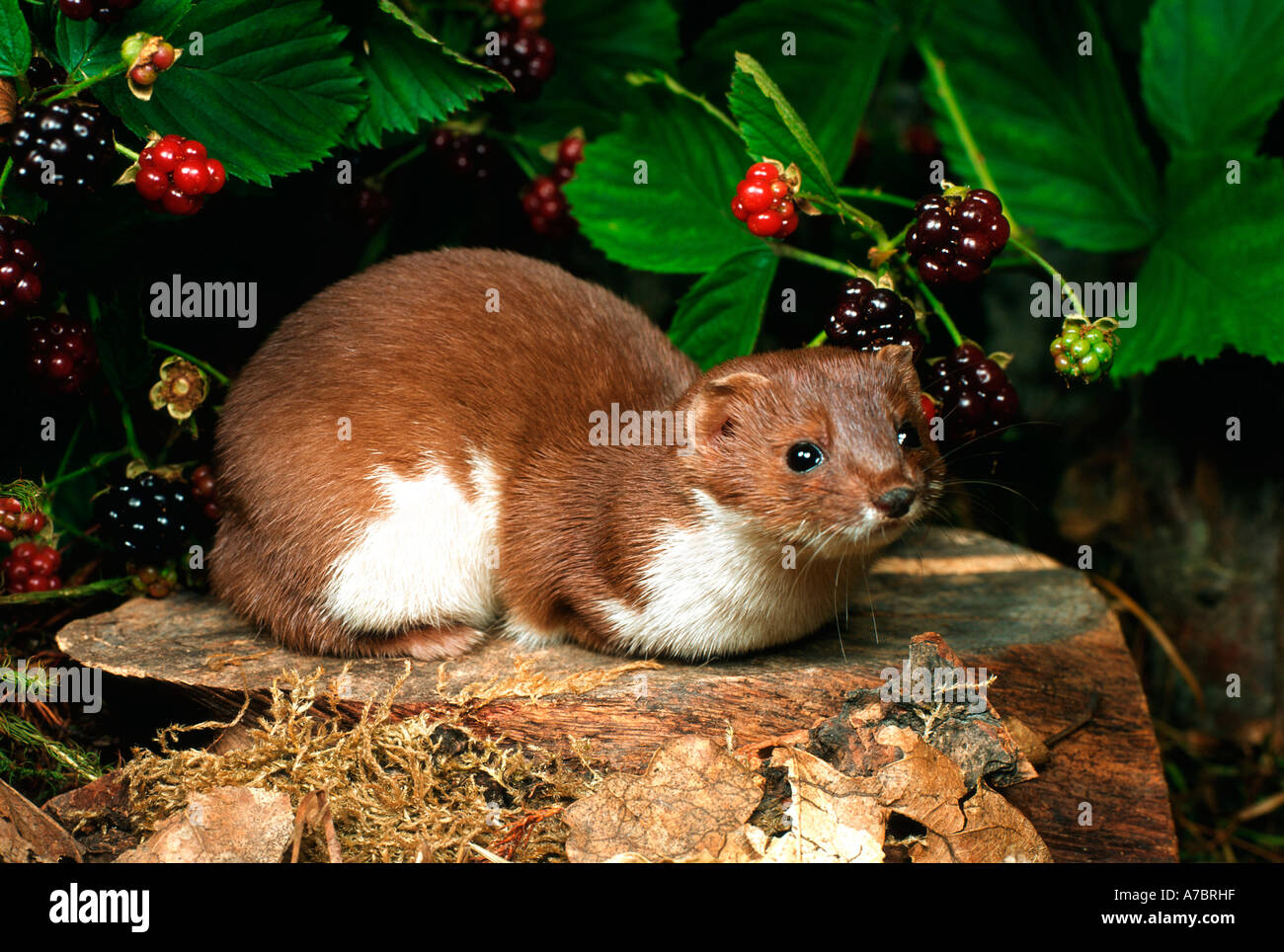 Least Weasel Stock Photo - Alamy