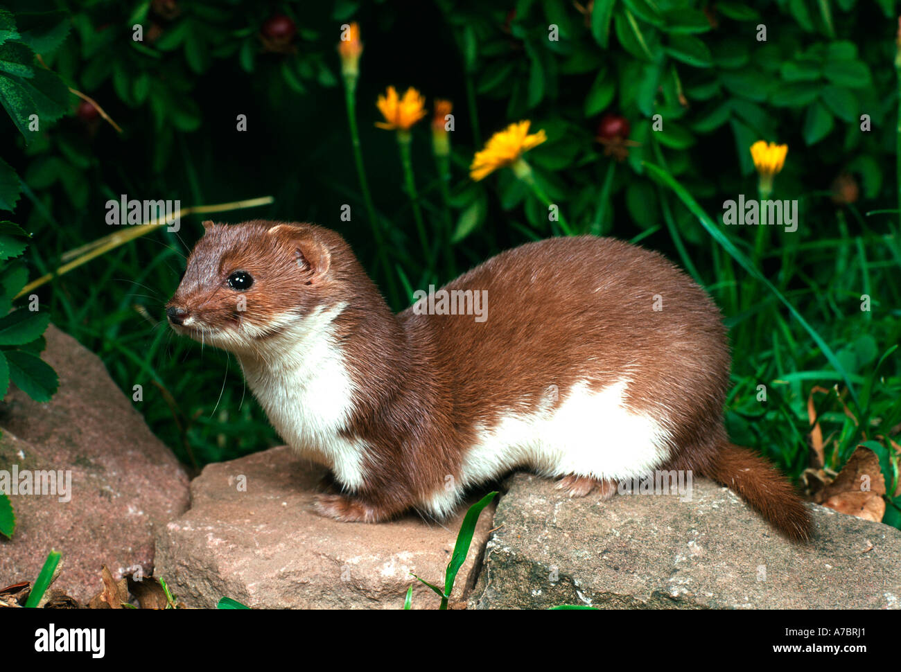 Least Weasel Stock Photo - Alamy