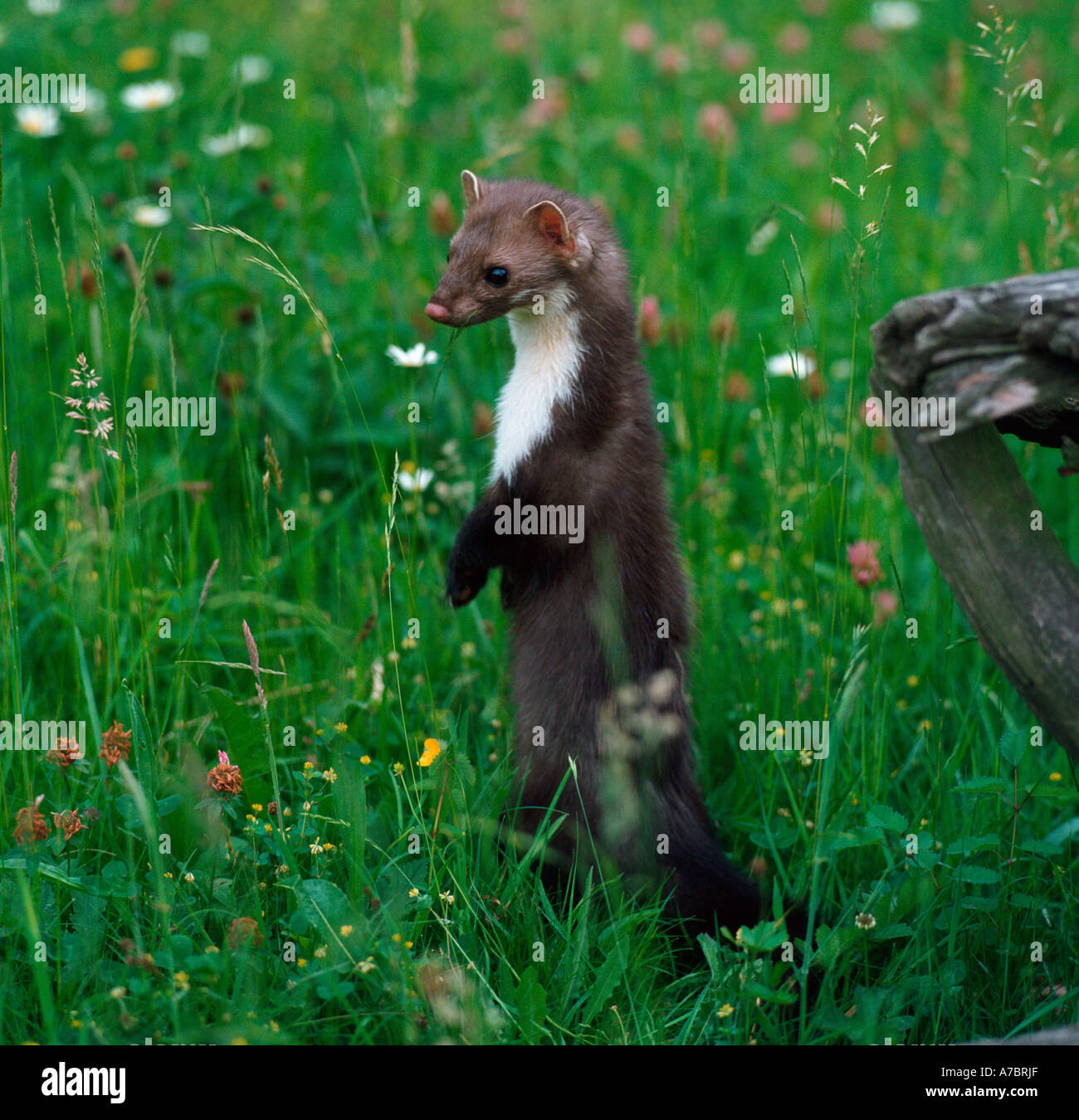 Beech Marten Stock Photo - Alamy