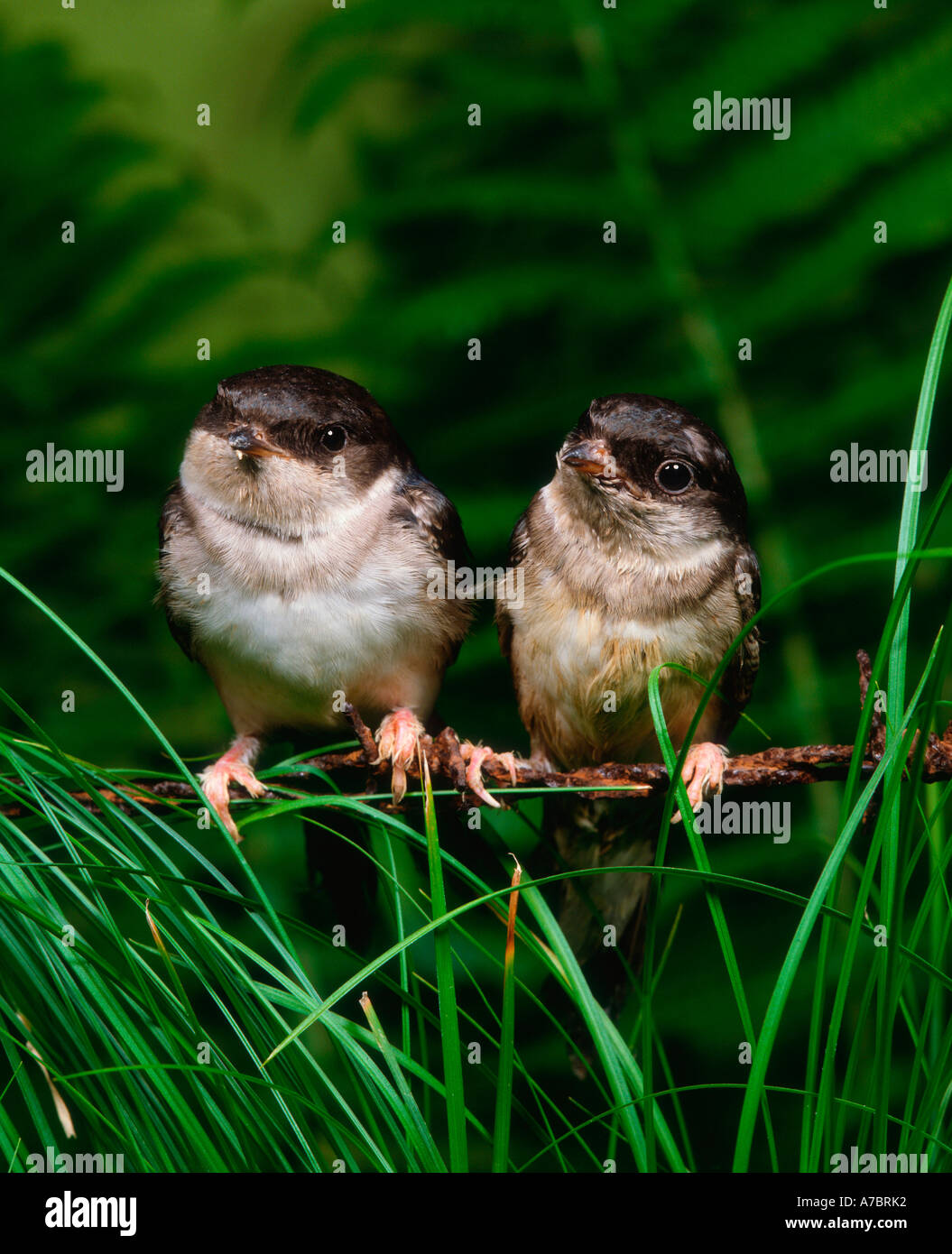 House Martin Stock Photo - Alamy