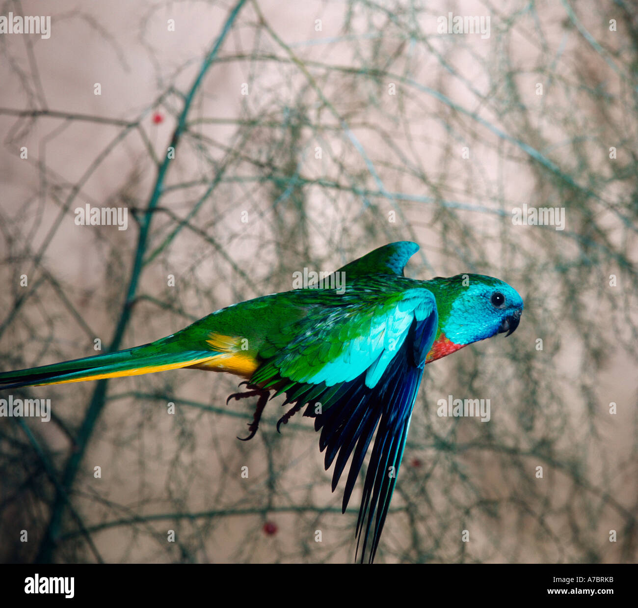Scarlet-chested Parrot Stock Photo - Alamy