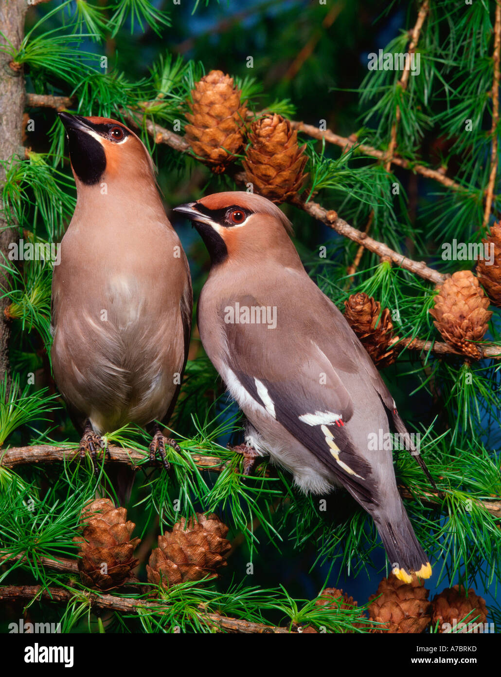 Bohemian Waxwing Stock Photo - Alamy