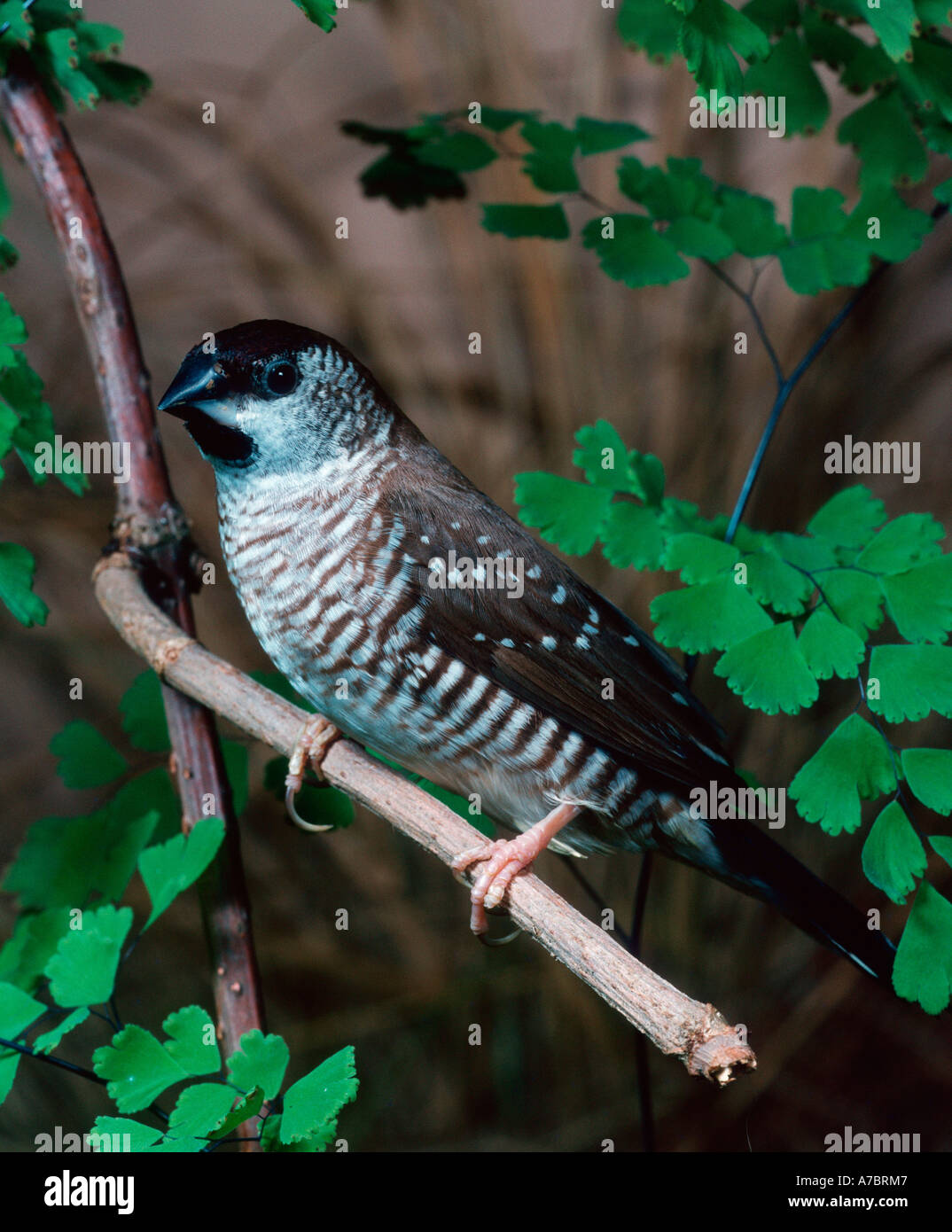 Cherry finch hi-res stock photography and images - Alamy