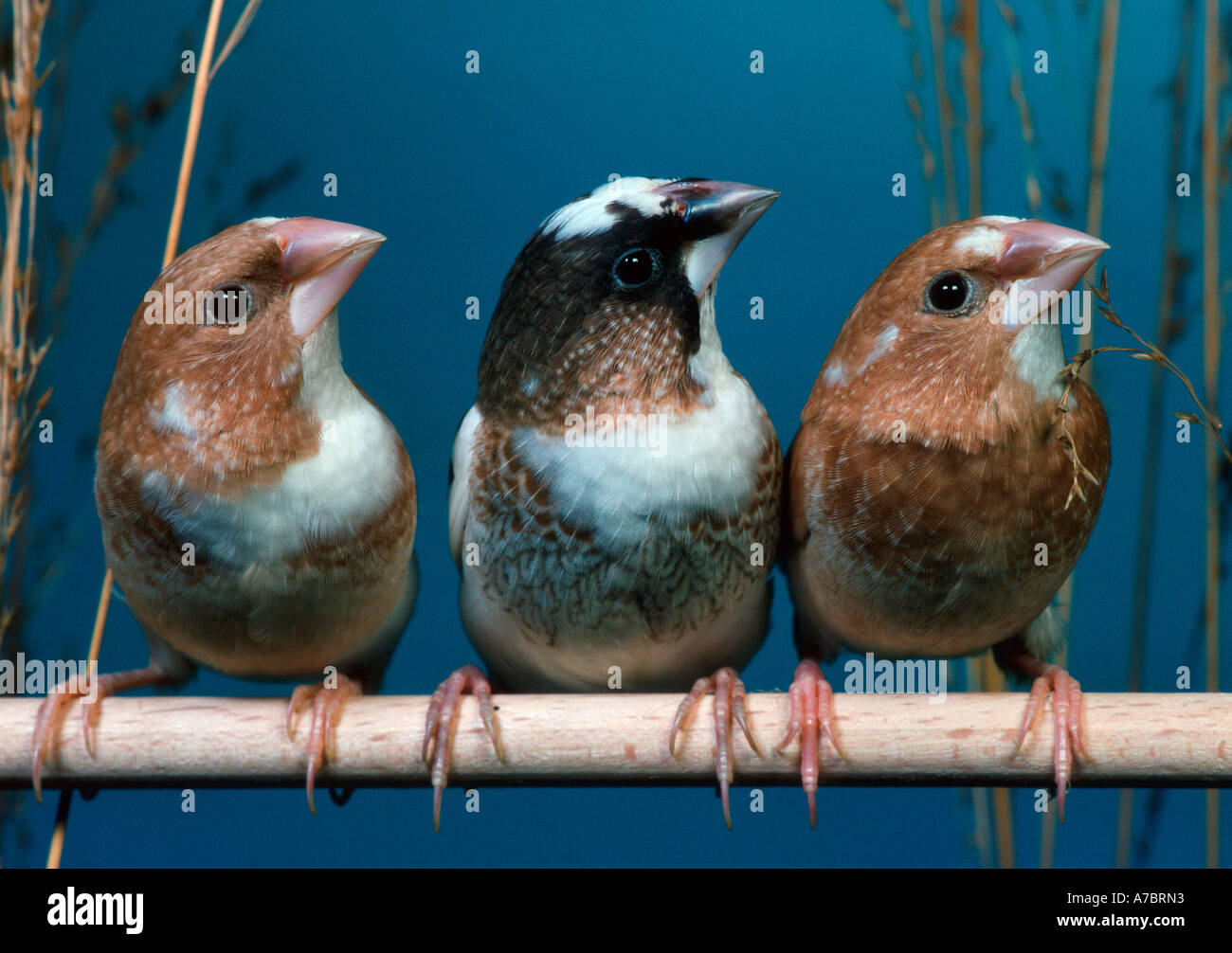 Bengalese Finch Stock Photo - Alamy